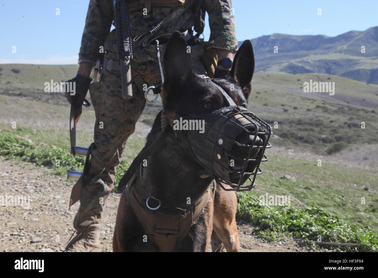 A Marine Corps Forces Special Operations Command (MARSOC) multi-purpose ...