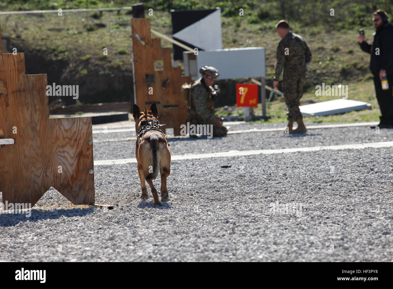 A multipurpose canine, with the United States Marine Corps Forces ...