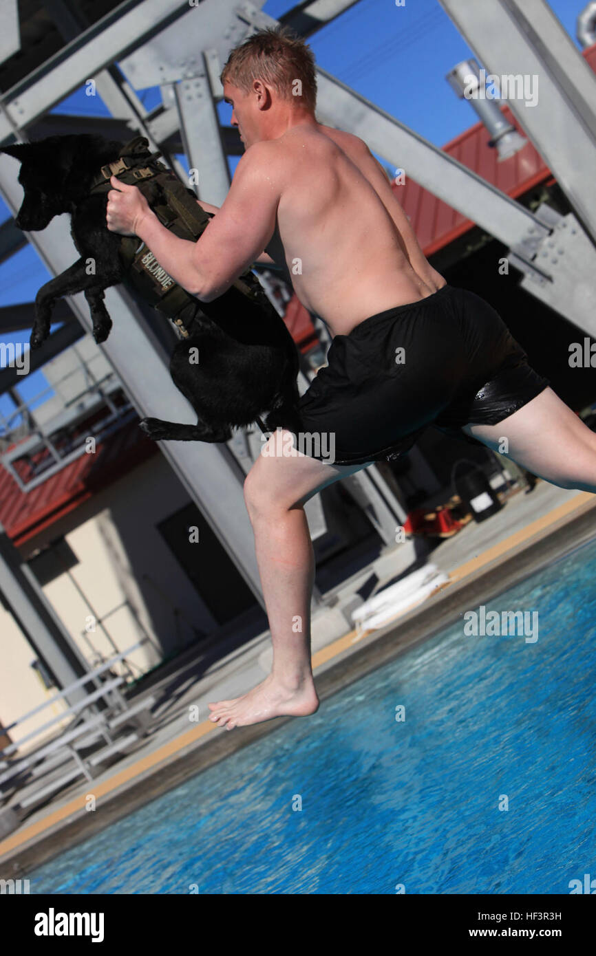 A U.S. Marine Multipurpose Dog Handler, with Marine Corps Forces ...