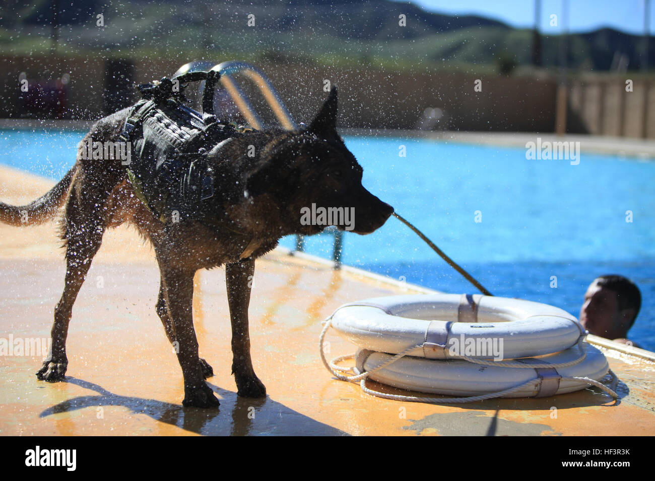 A U.S. Marine Multipurpose Canine with Marine Corps Forces Special ...
