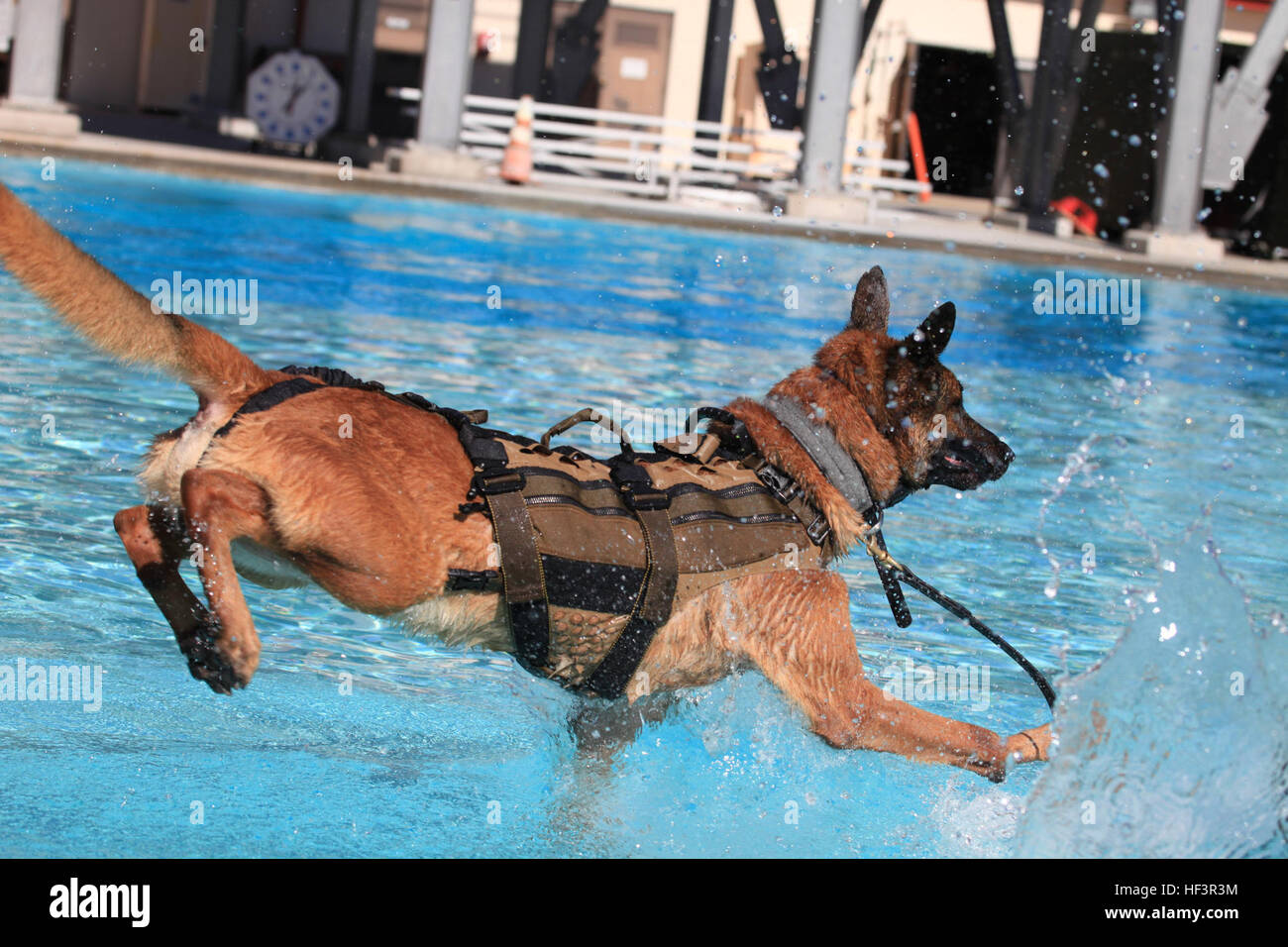 A U.S. Marine Multipurpose Canine with Marine Corps Forces Special ...