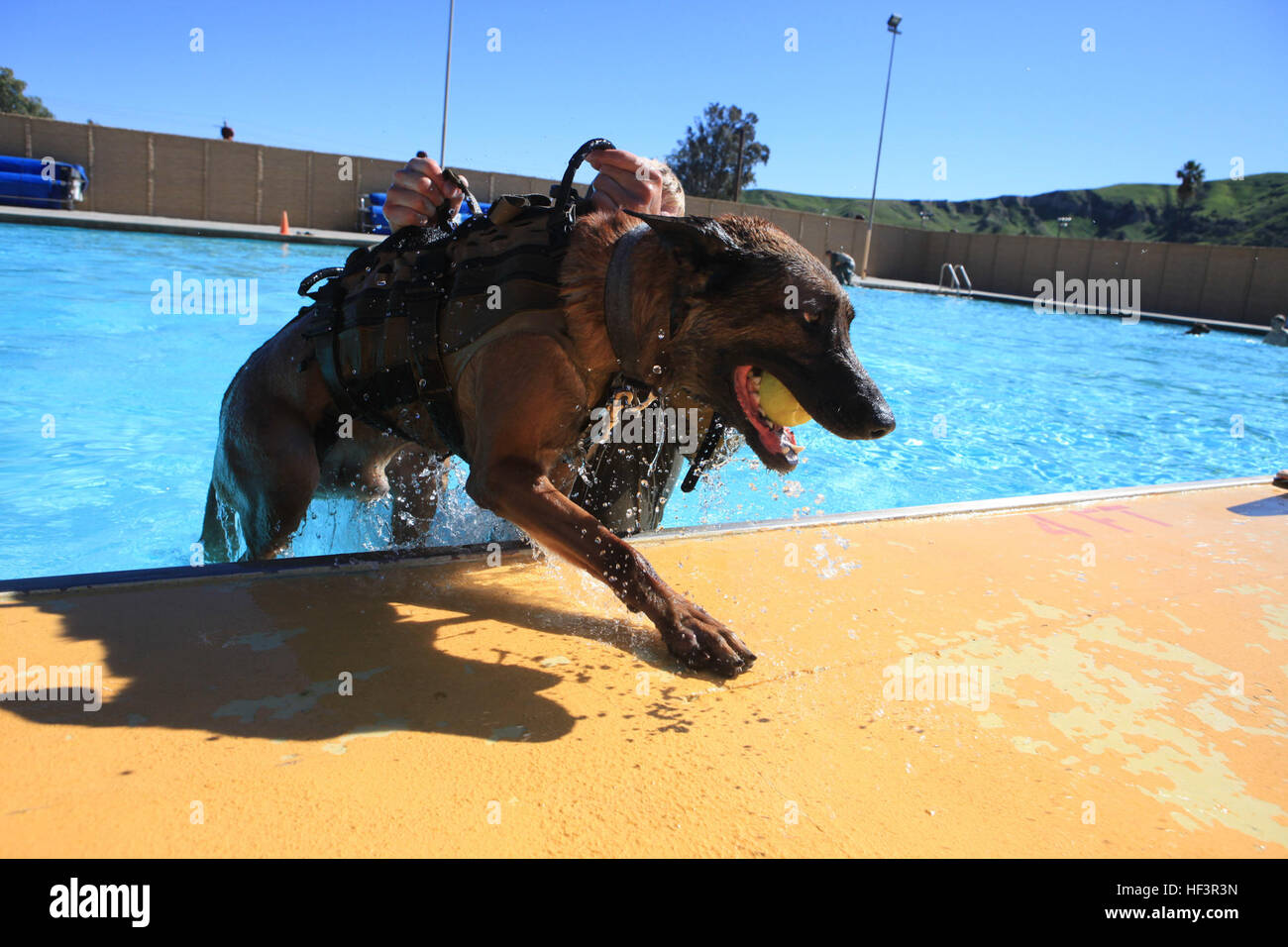 A U.S. Marine Multipurpose canine with Marine Corps Forces Special ...
