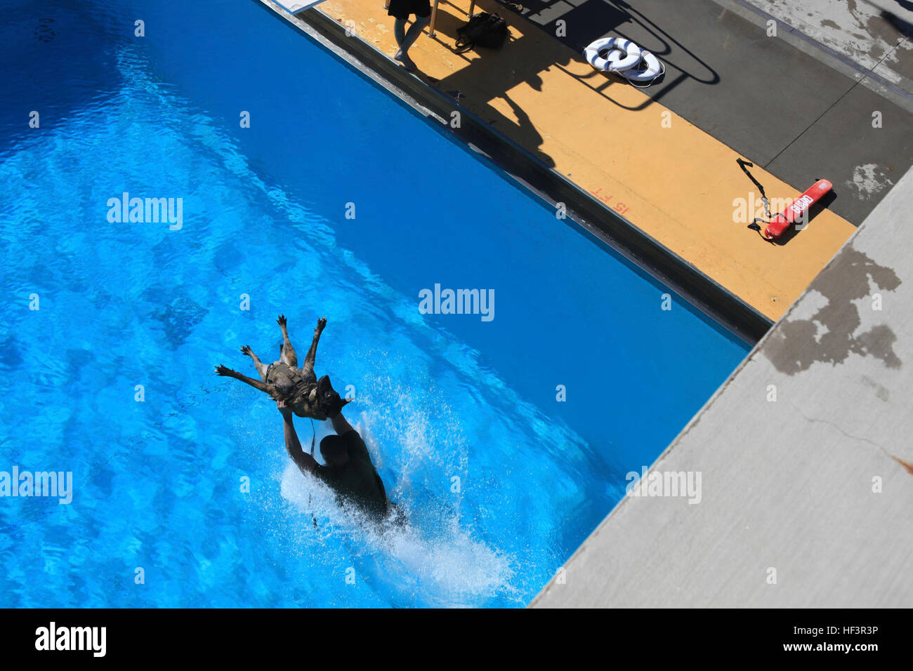 A U.S. Marine Multipurpose Dog Handler, with Marine Corps Forces ...