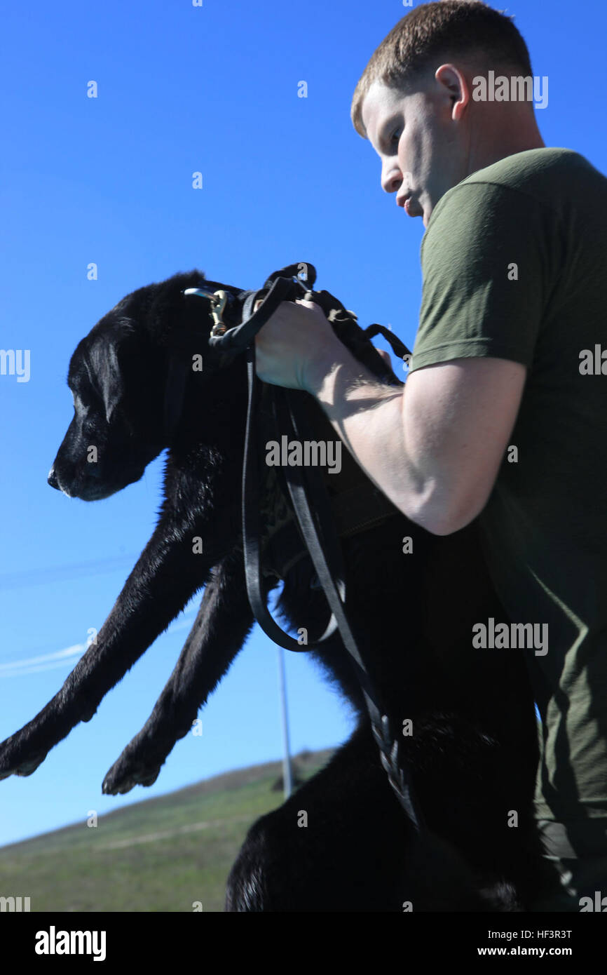 A U.S. Marine Multipurpose Dog Handler, with Marine Corps Forces ...