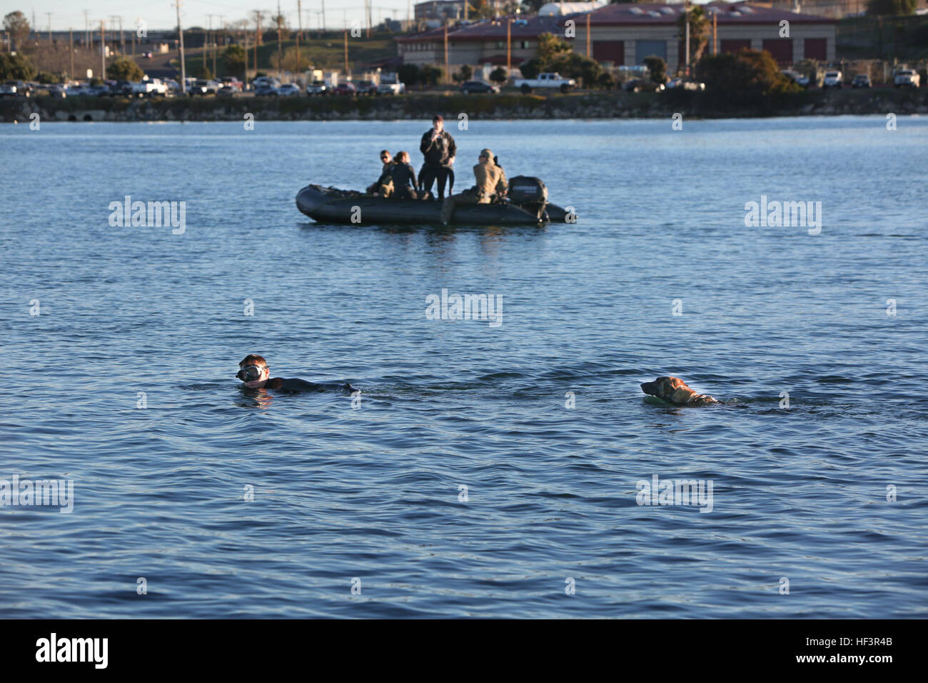 Canine corps training hi-res stock photography and images - Alamy