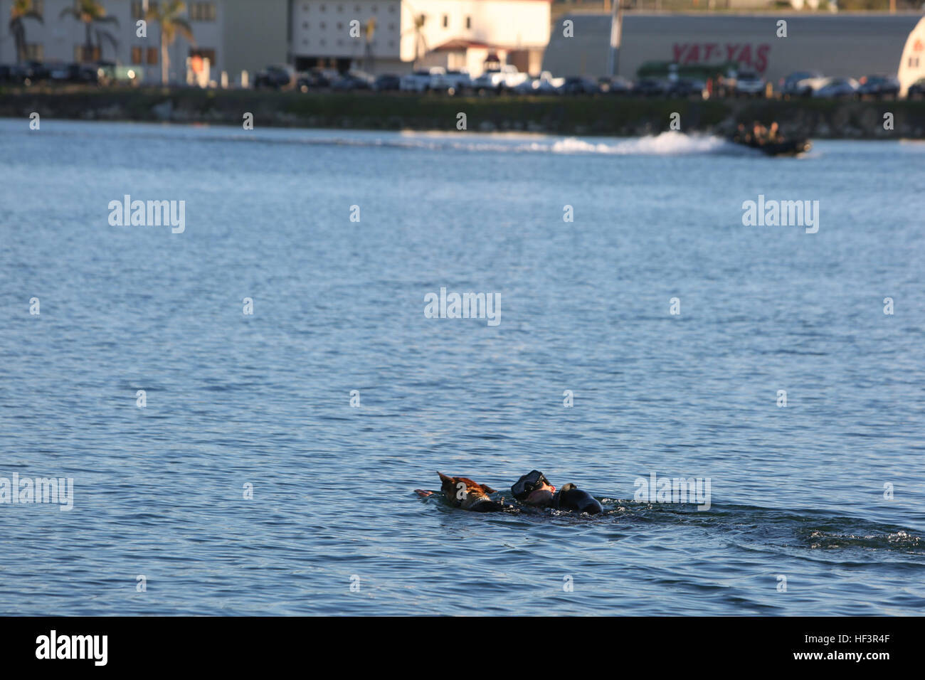 A Multi-Purpose Canine (MPC) handler with U.S. Marine Corps Forces ...