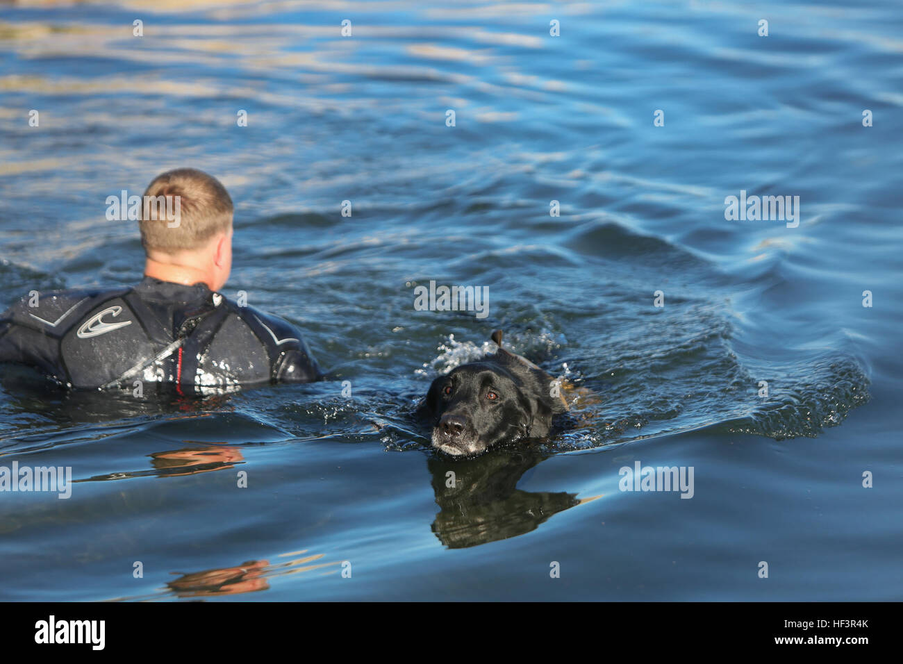 A MARSOC canine handler performs a 500-meter surface swim with a ...