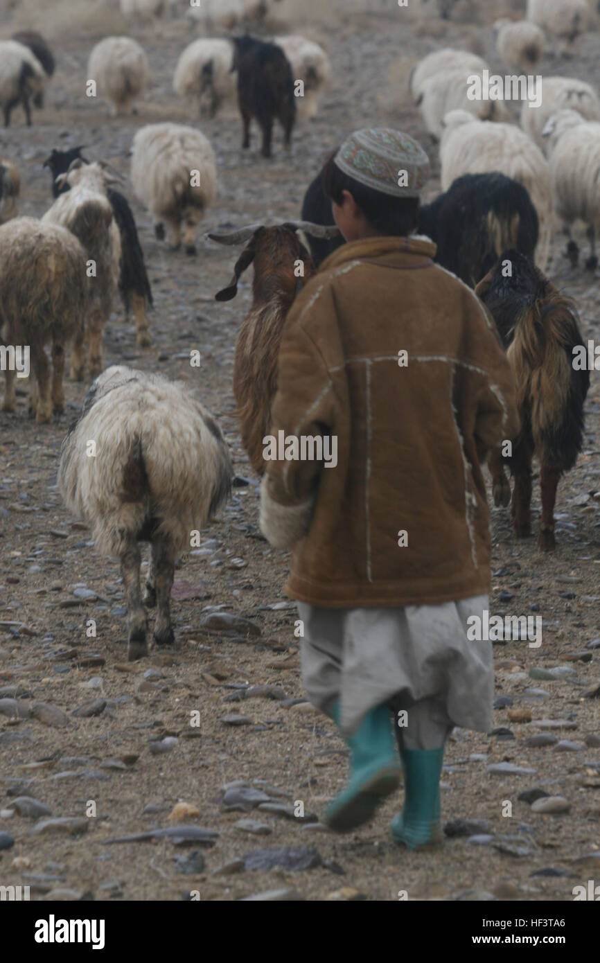 An Afghan boy walks among his goat herd, ushering the animals along ...