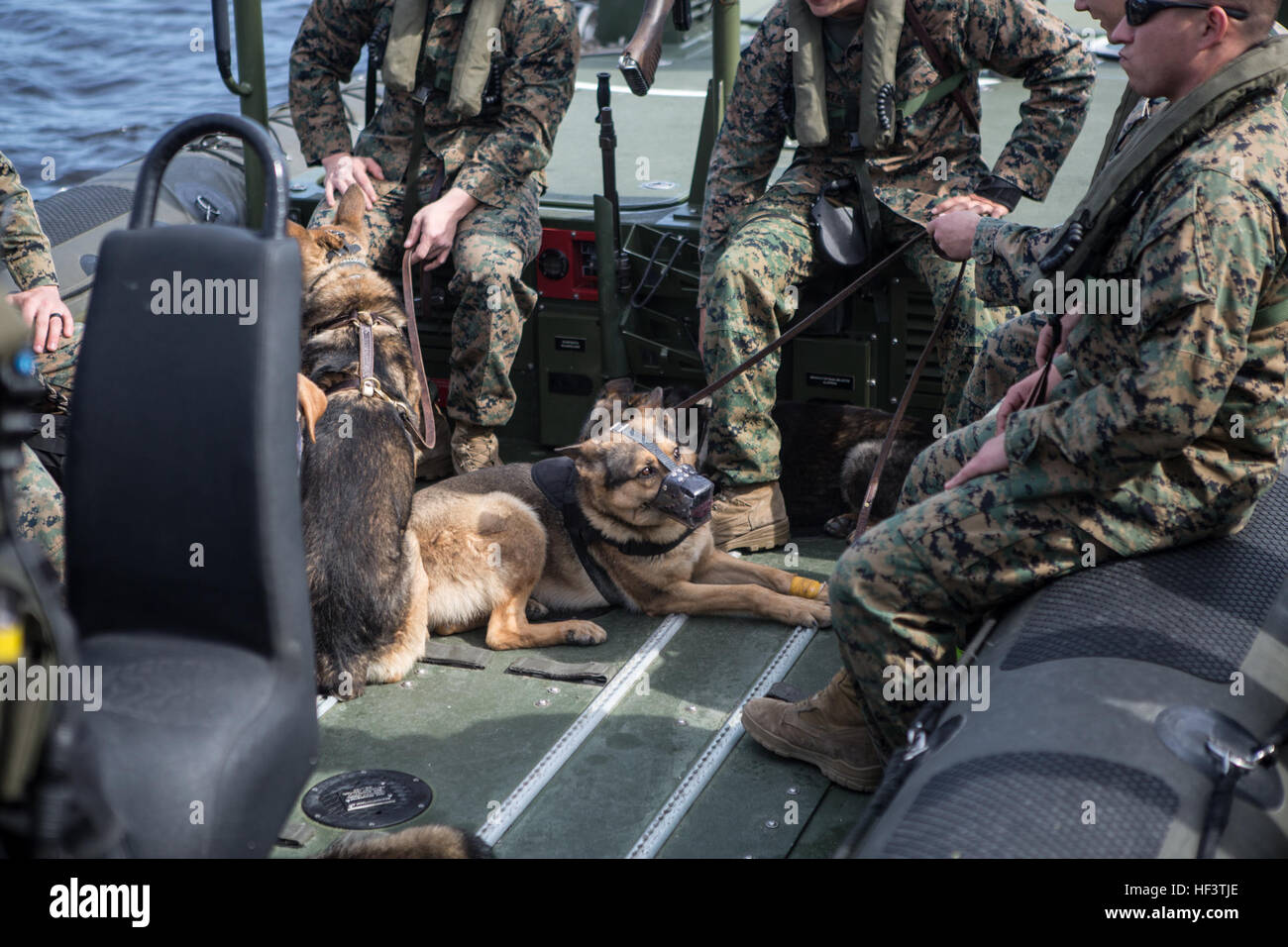 U.S. Marine Corps dog handlers with Headquarters and Support Battalion ...