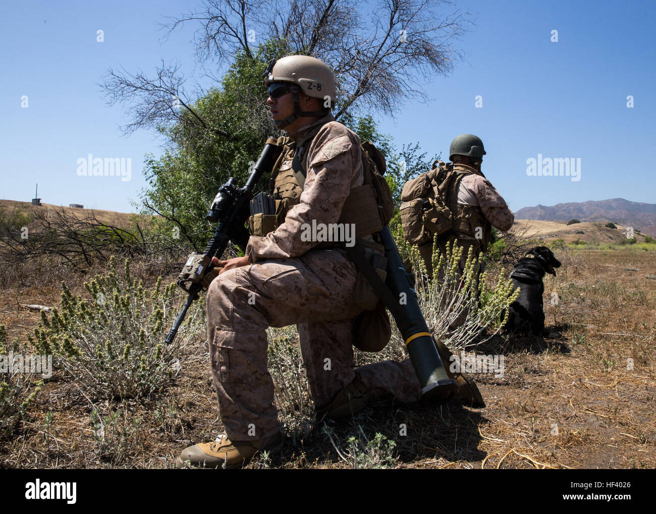 Two reconnaissance man Marines and a military working dog take security ...