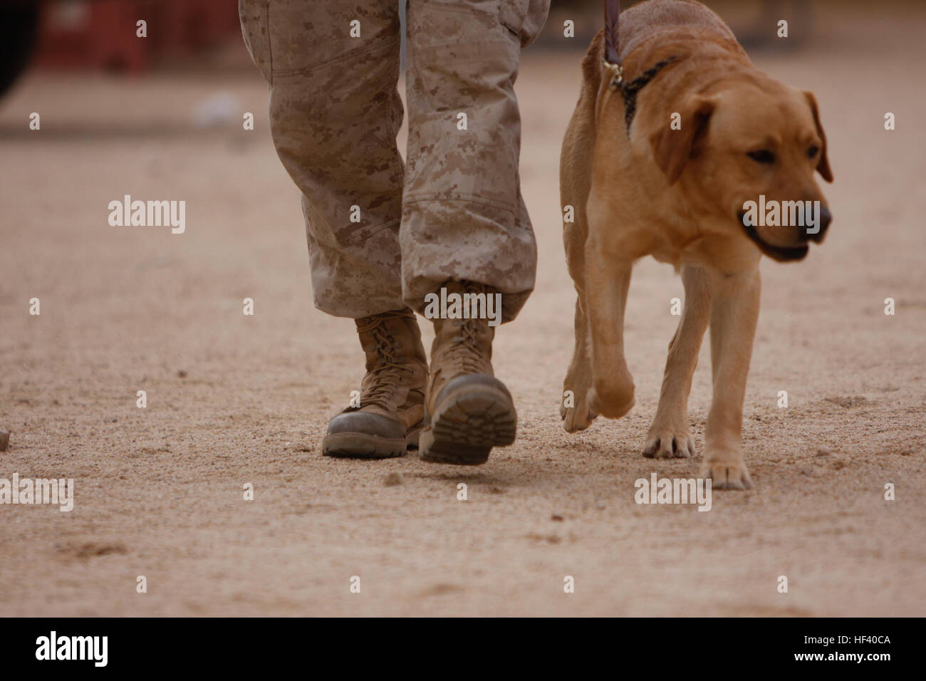 1st military working dog regiment hi-res stock photography and images ...
