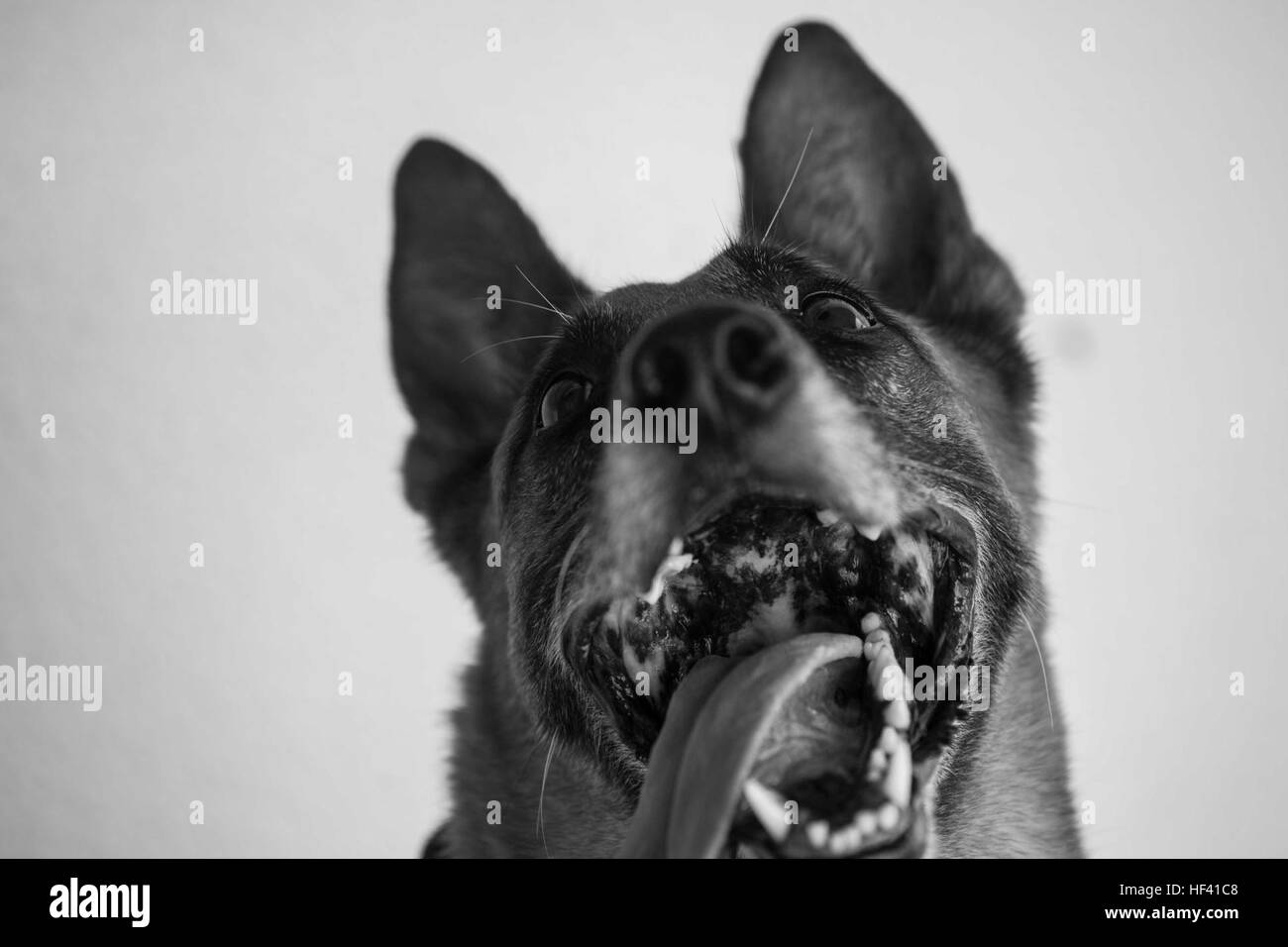 A U.S. Marine Corps Military Working Dog assigned to the Provost ...