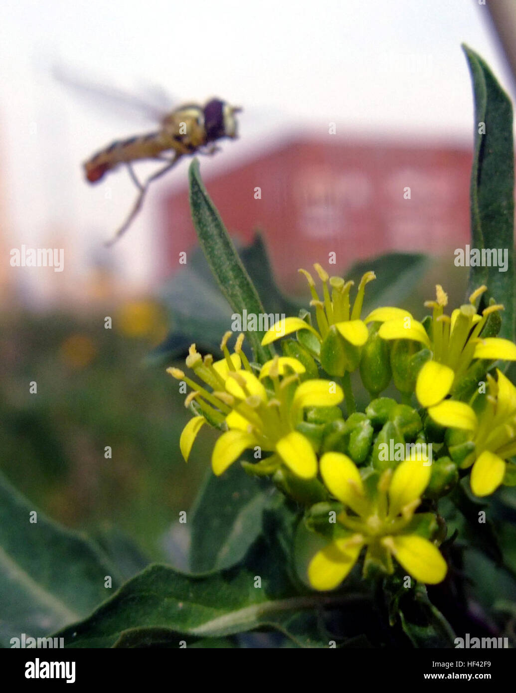 A flying insect hovers above a cluster of flowers growing near the Q ...
