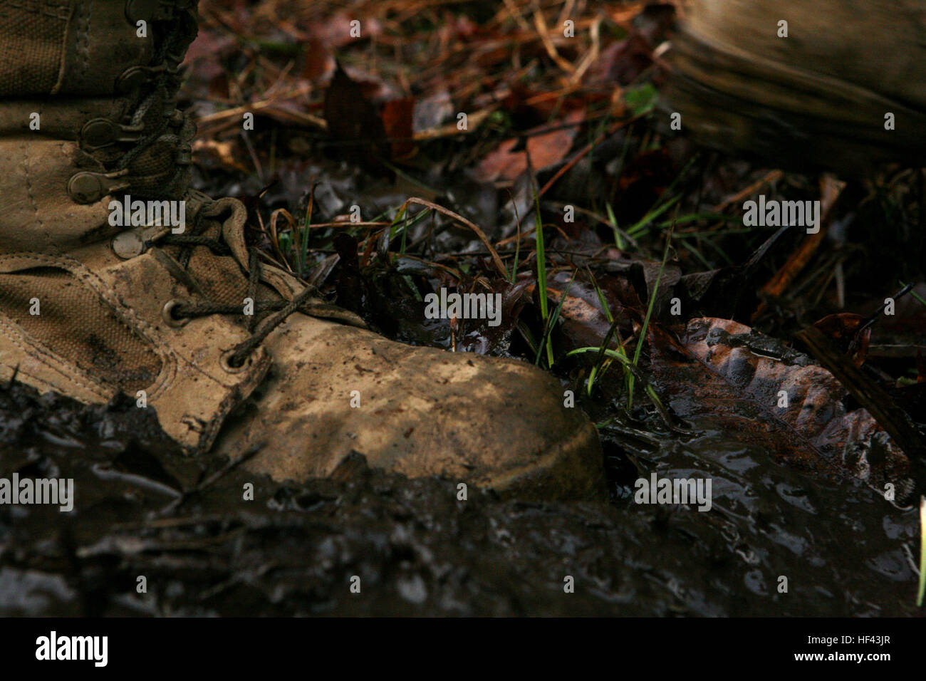 Flickr - DVIDSHUB - Operation Forest Light Stock Photo - Alamy