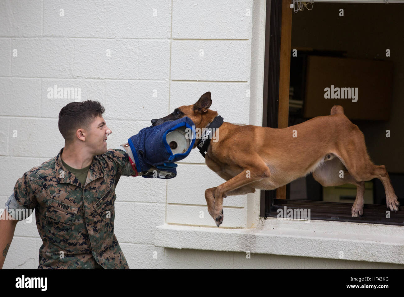 U.S. Marine Lance Cpl., dog handler with Provost Marshall’s Office, K9 ...