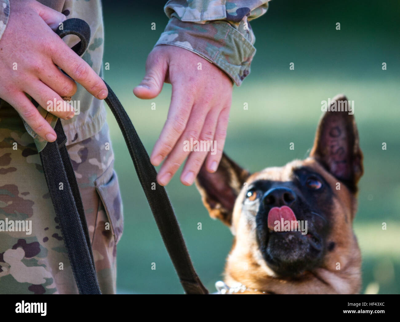 1st military working dog regiment hi-res stock photography and images ...