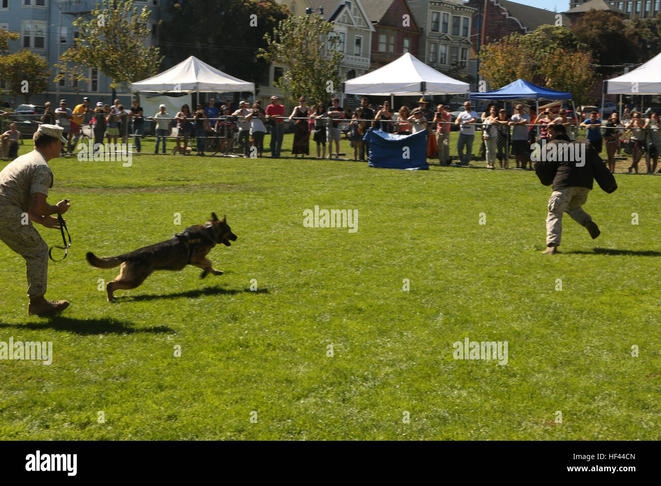 U.S. Marine Corps military working dog Ozzy moves to subdue a training ...
