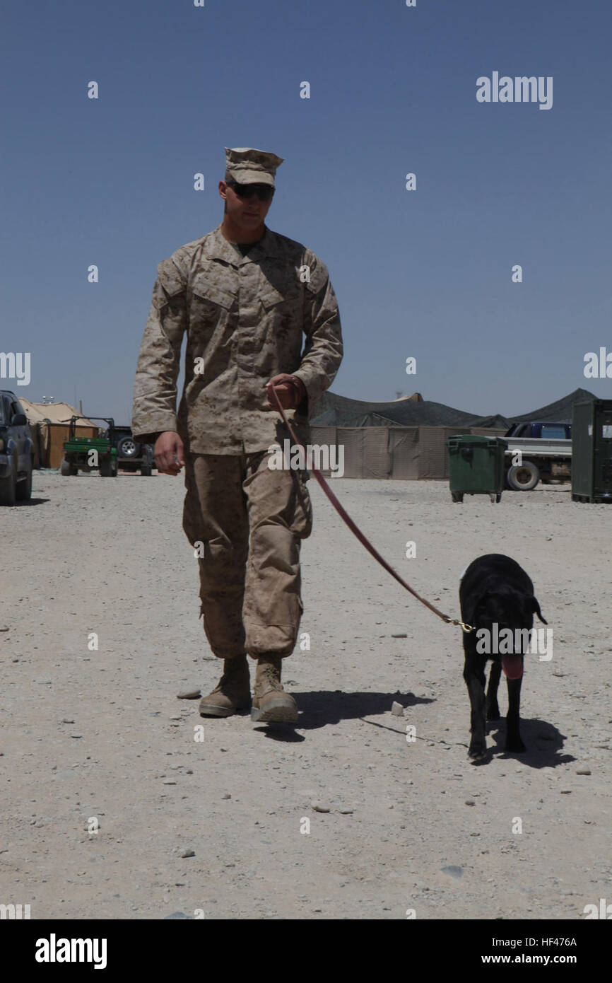 Part 1st military working dog regiment hi-res stock photography and ...