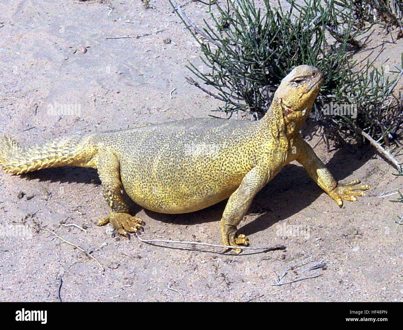 A Spiny-Tailed (Uromastix acanthinurus) Agamid Lizard poses for the ...