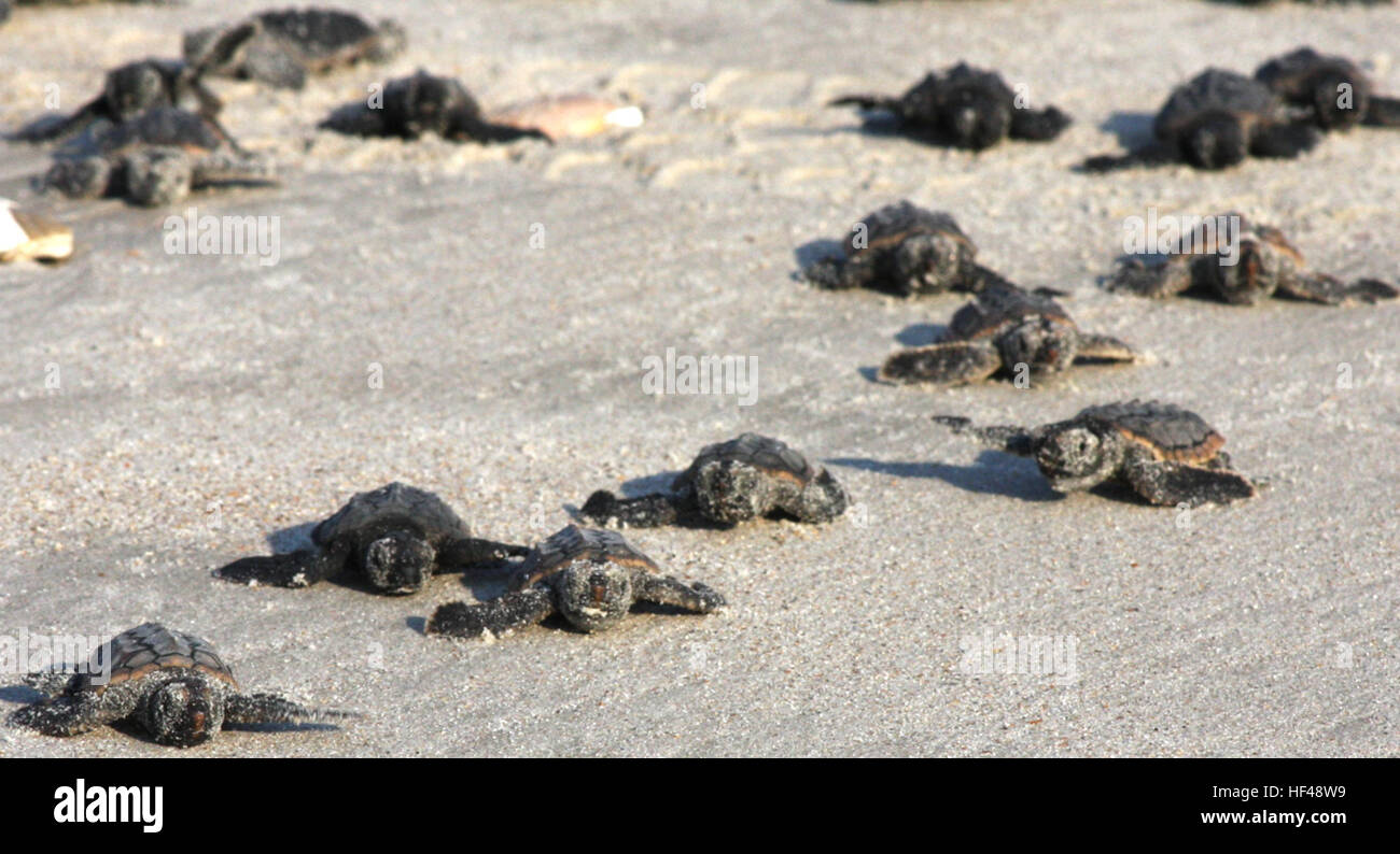 Baby loggerhead turtles make their way into the water shortly after ...