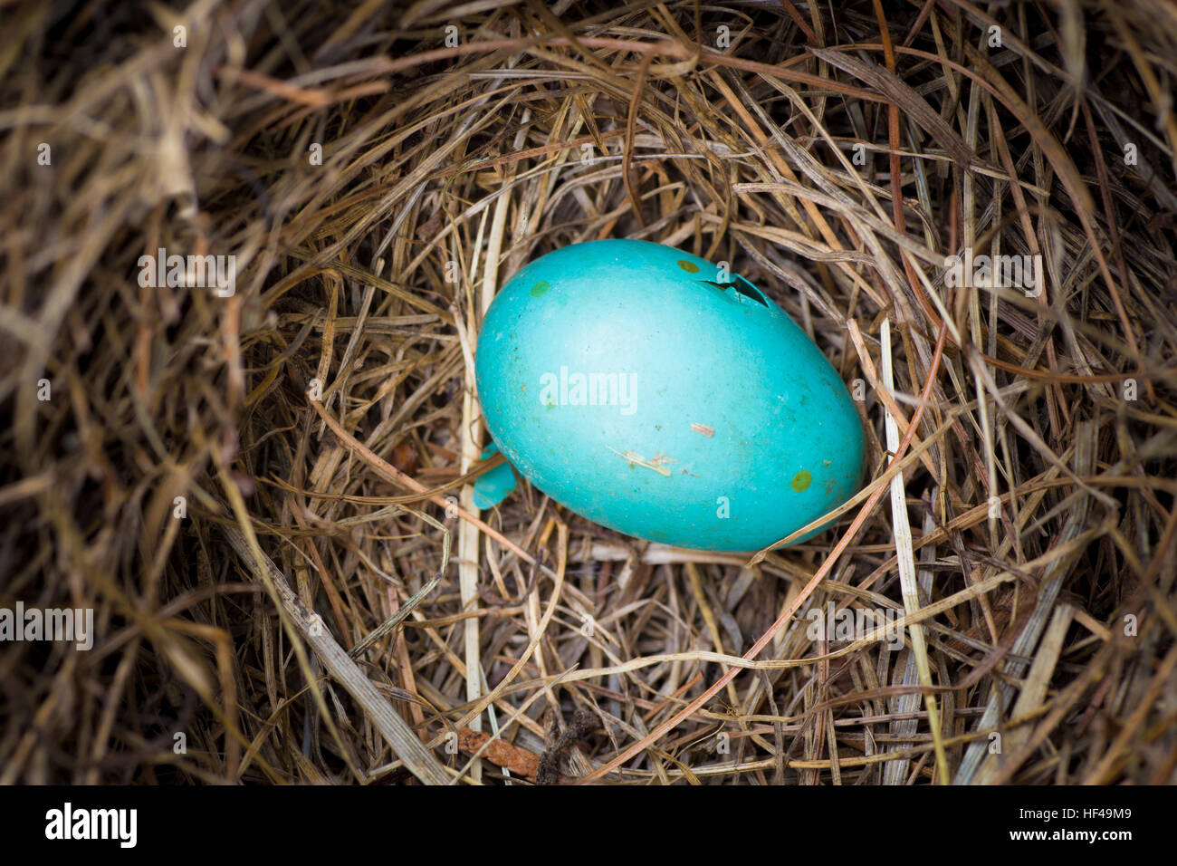 Robin egg blue hi-res stock photography and images - Alamy