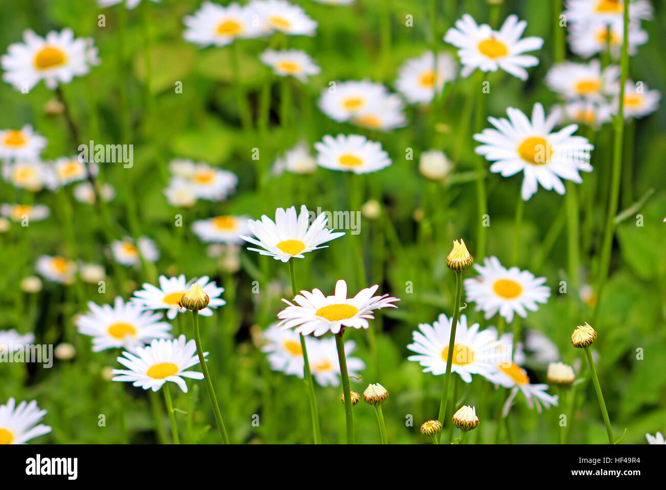 Daisy field hi-res stock photography and images - Alamy