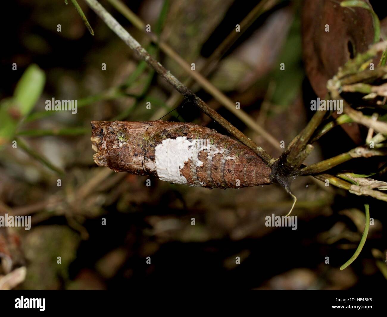 Сhrysalis moth of Costa Rica. Tropical rainforest, Costa Rica, Poas ...