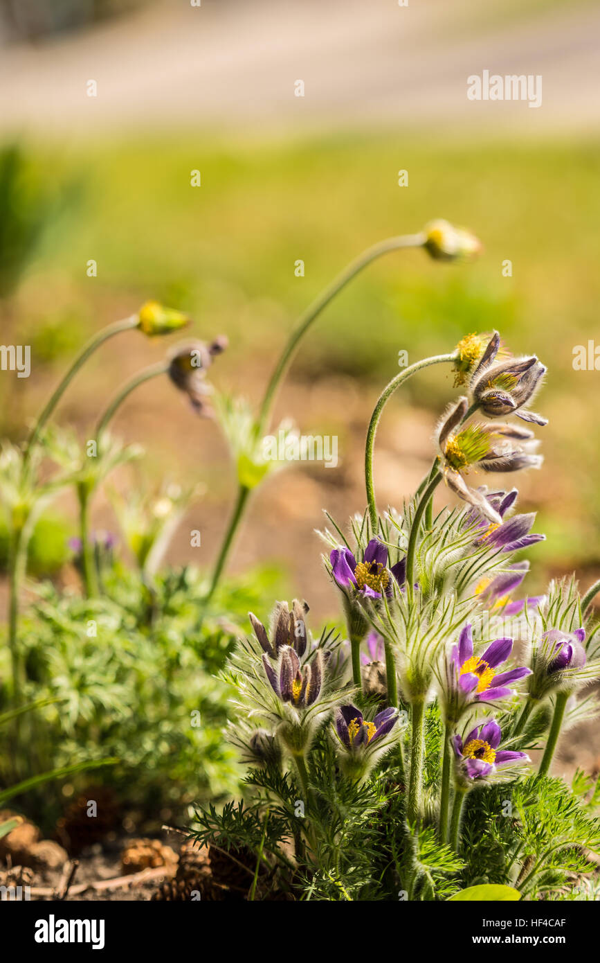 Furry petals hi-res stock photography and images - Alamy