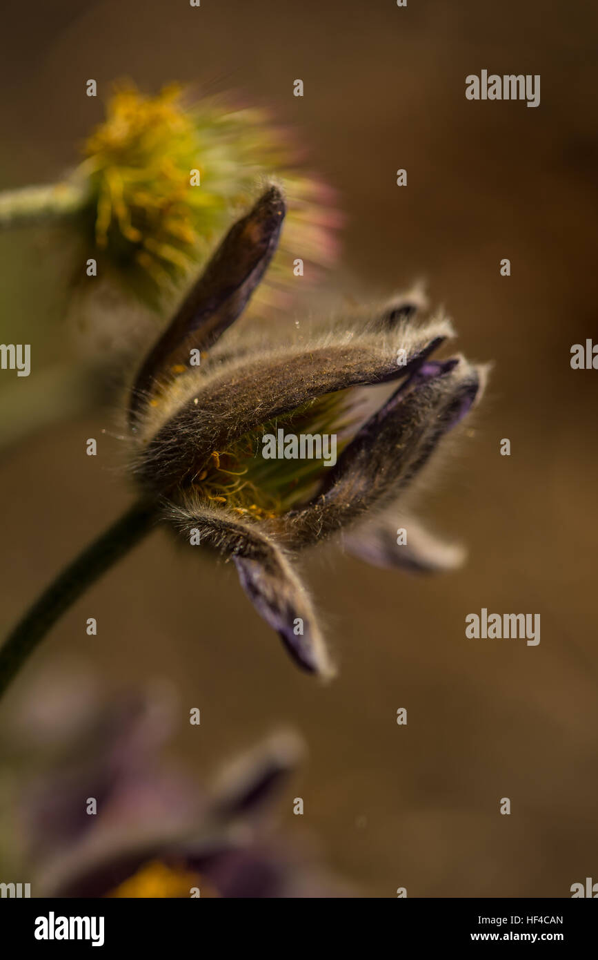 Furry flower hi-res stock photography and images - Alamy