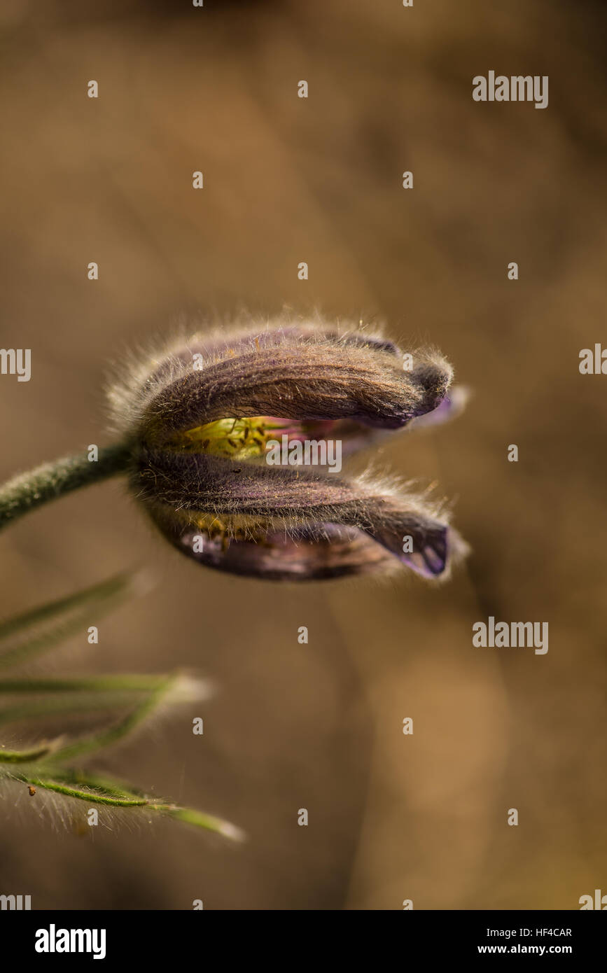 Furry Flower Stock Photos & Furry Flower Stock Images - Alamy