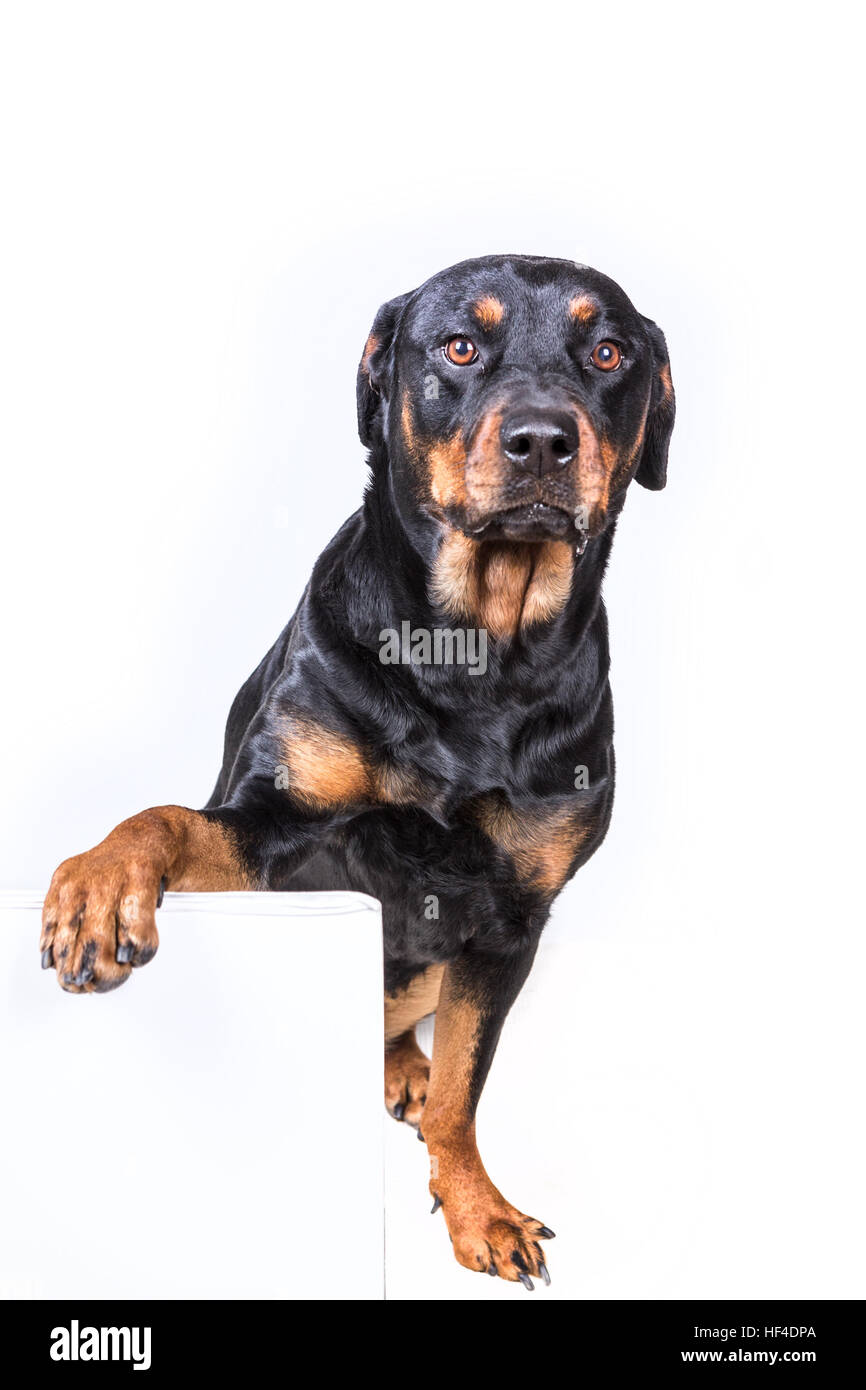 Dog sitting behind sign isolated on white background Stock Photo - Alamy