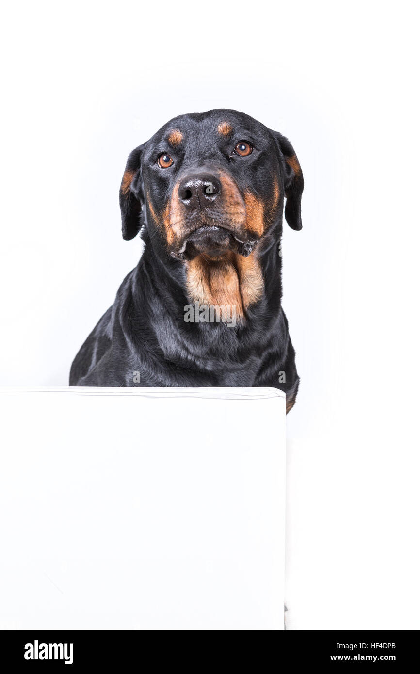 Dog sitting behind sign isolated on white background Stock Photo - Alamy