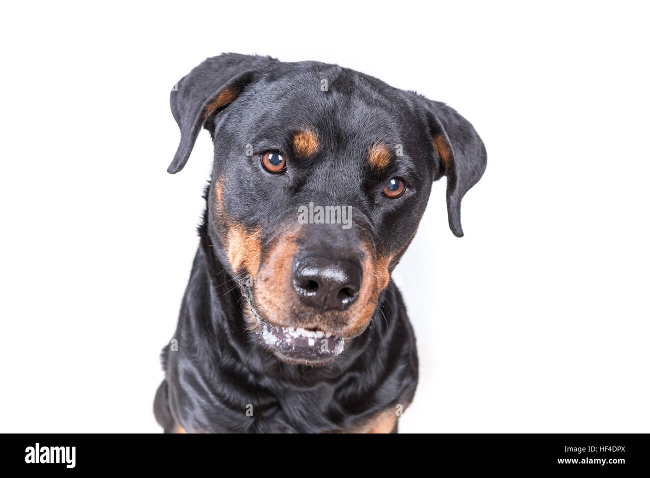 Happy curious dog isolated on white background Stock Photo - Alamy