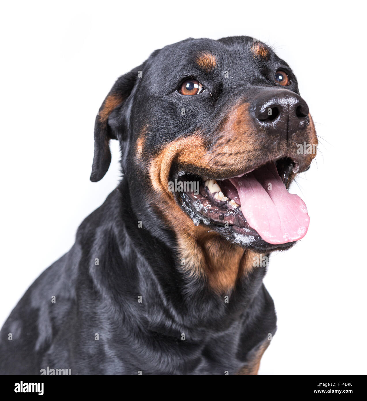 Happy curious dog isolated on white background Stock Photo - Alamy