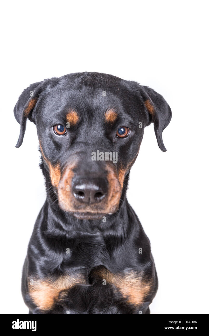 Happy curious dog isolated on white background Stock Photo - Alamy