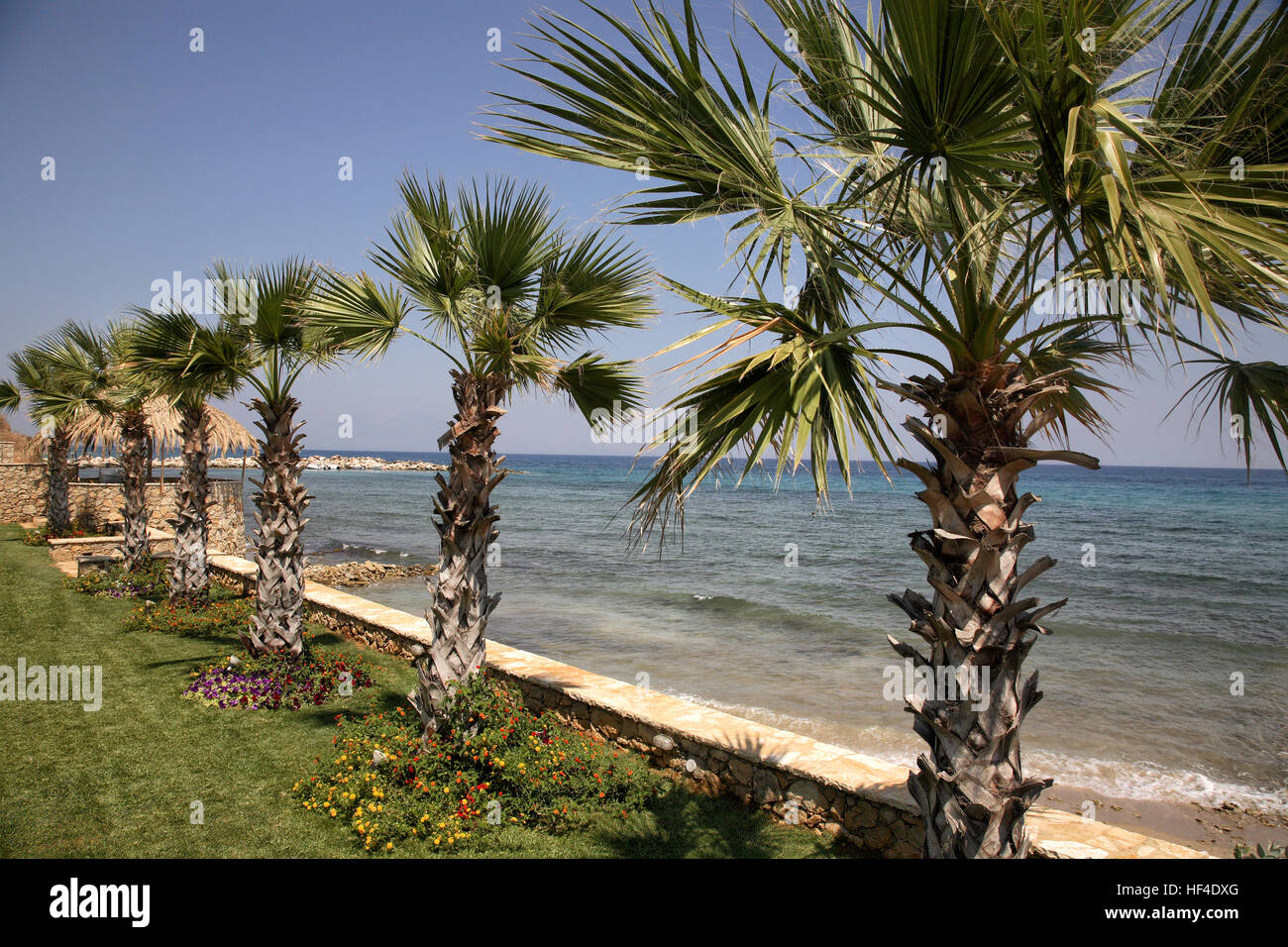 garden with flowers and phoenix trees by the sea Stock Photo - Alamy