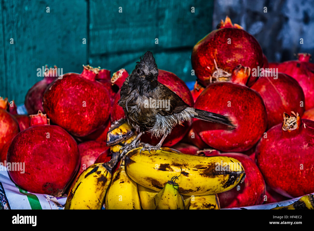 beautiful baby bird Stock Photo - Alamy