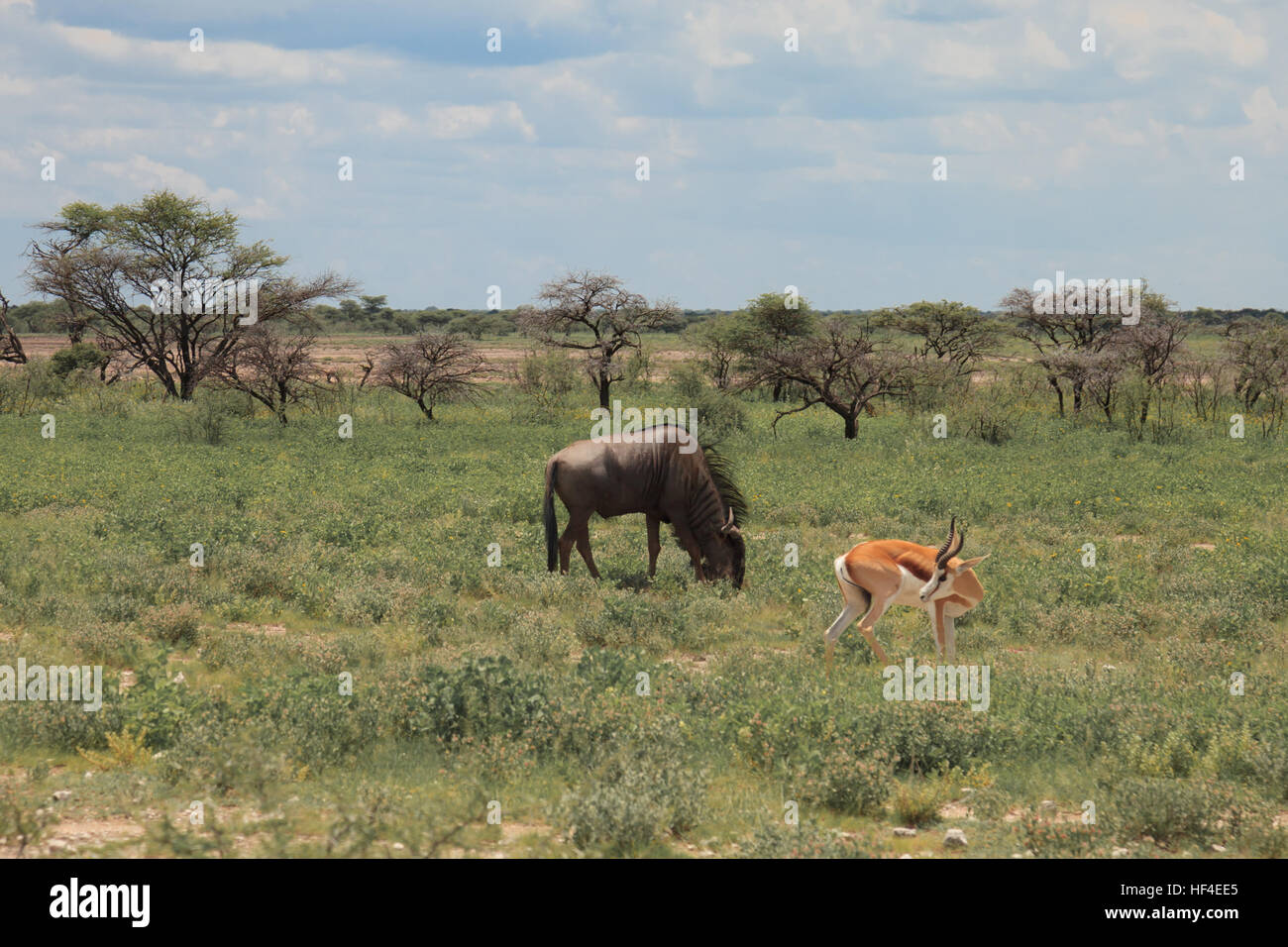 big wildebeest grazing and eat with buatifui springbok in the bushes at ...