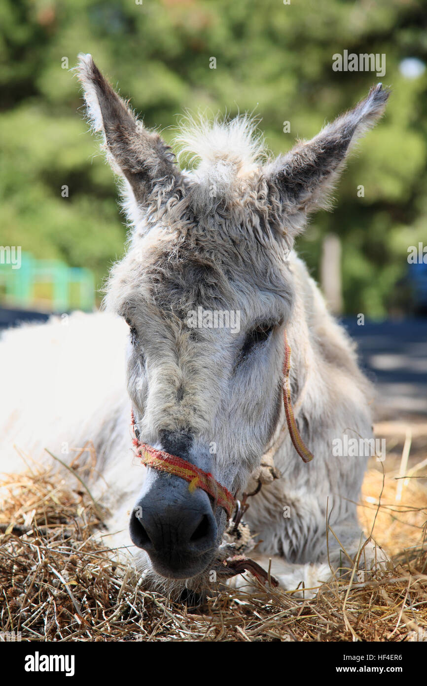 portrait of a white donkey in nature Stock Photo - Alamy