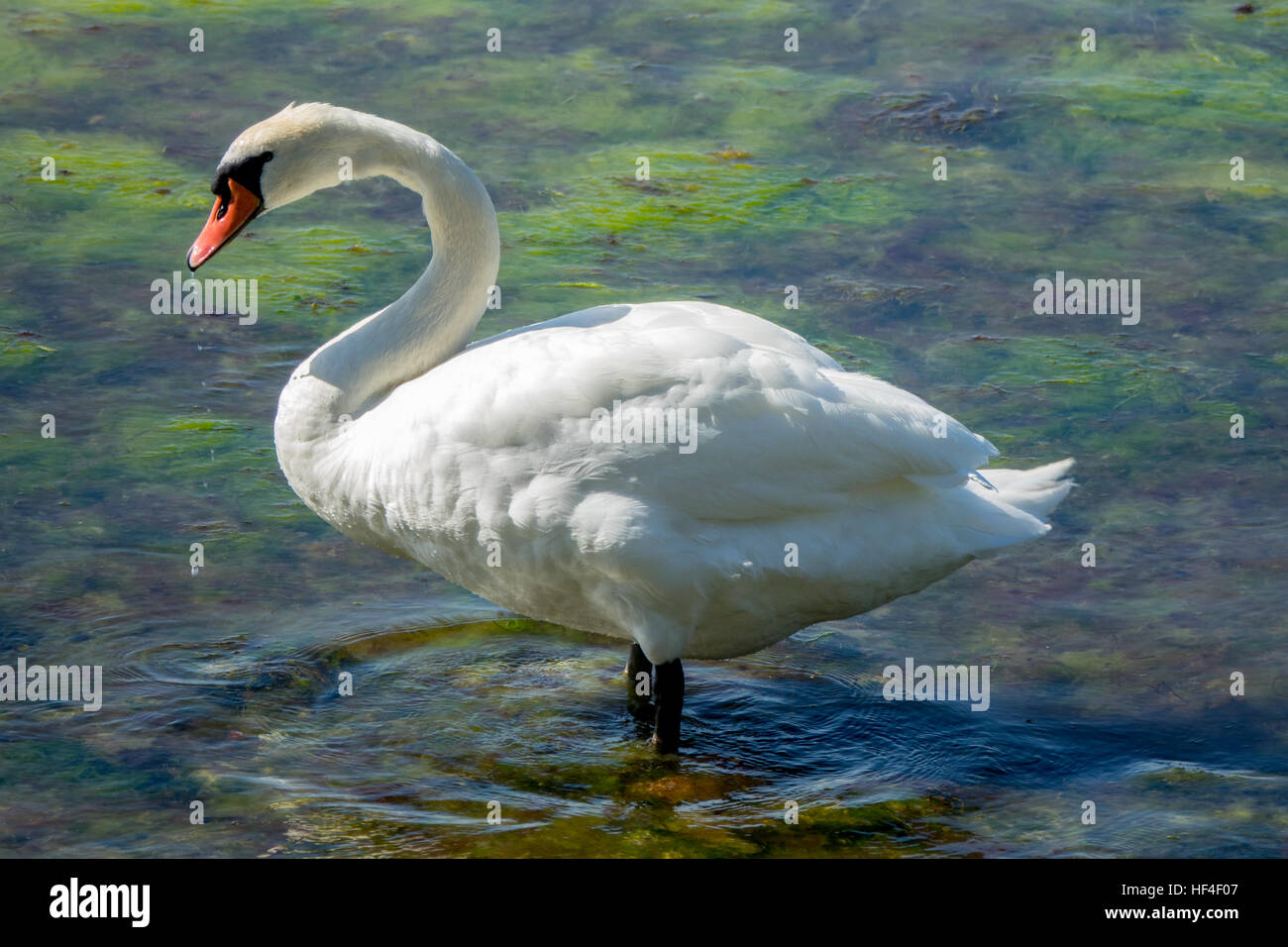 Mute Swan scratching Stock Photo - Alamy