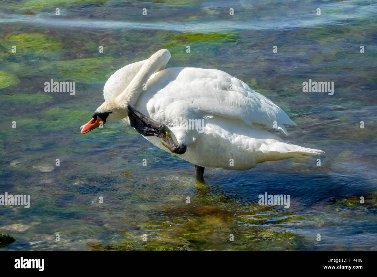 Mute Swan scratching Stock Photo - Alamy