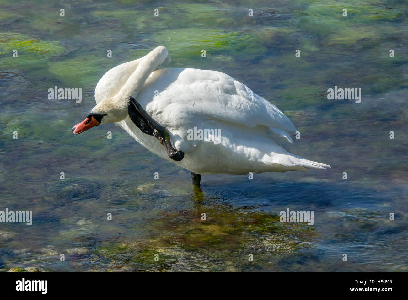 Back and head of a bird hi-res stock photography and images - Alamy