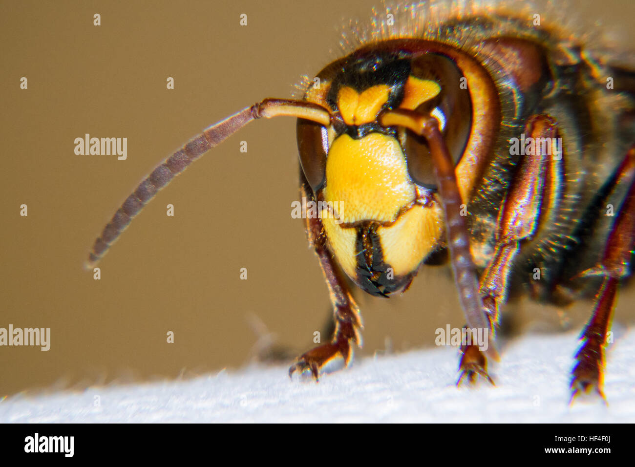 European hornet portrait Stock Photo - Alamy