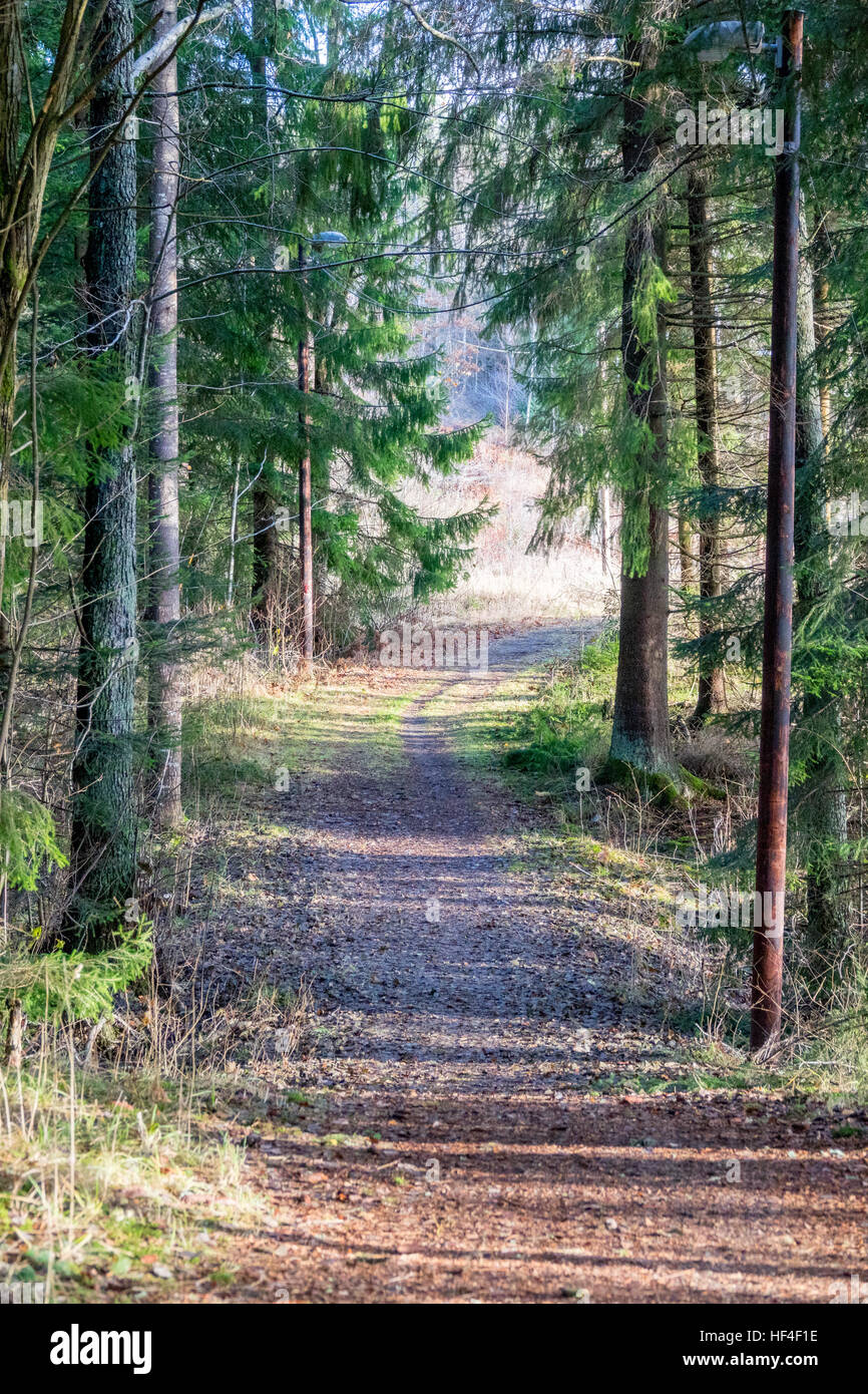 Running trail in the woods Stock Photo - Alamy