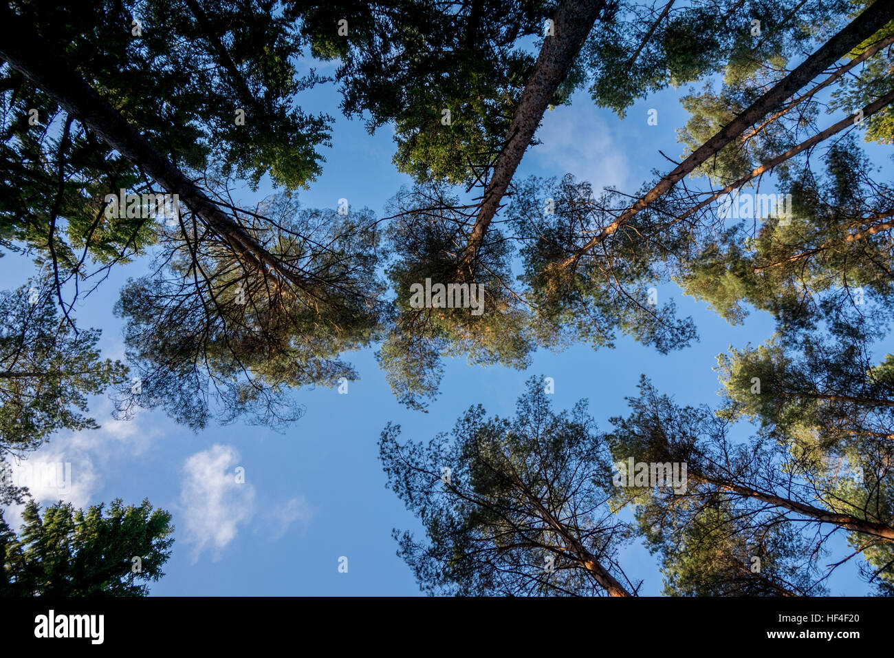 In the forest looking up Stock Photo - Alamy