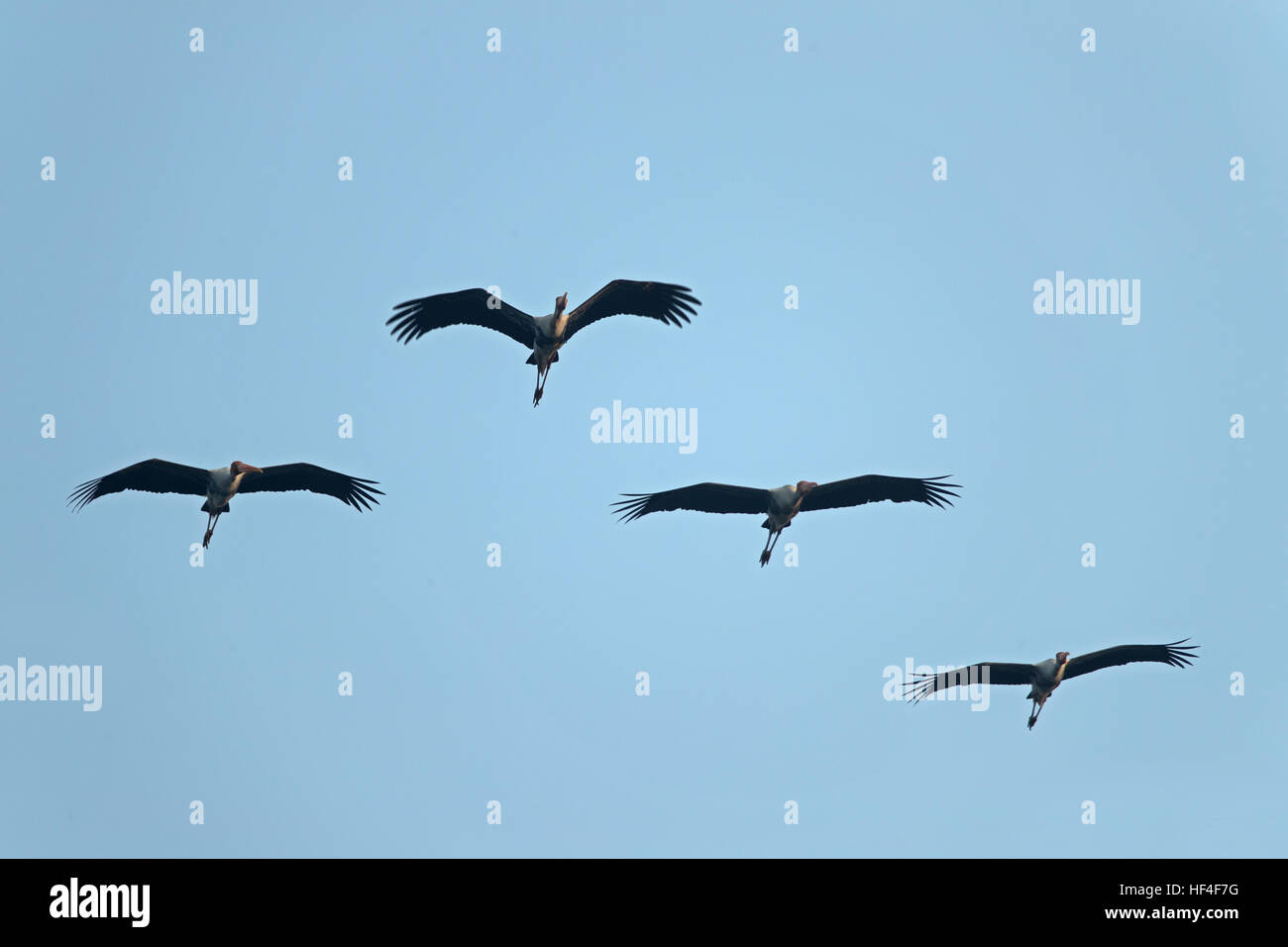 Painted stork flying isolated in blue background ; specie Mycteria ...