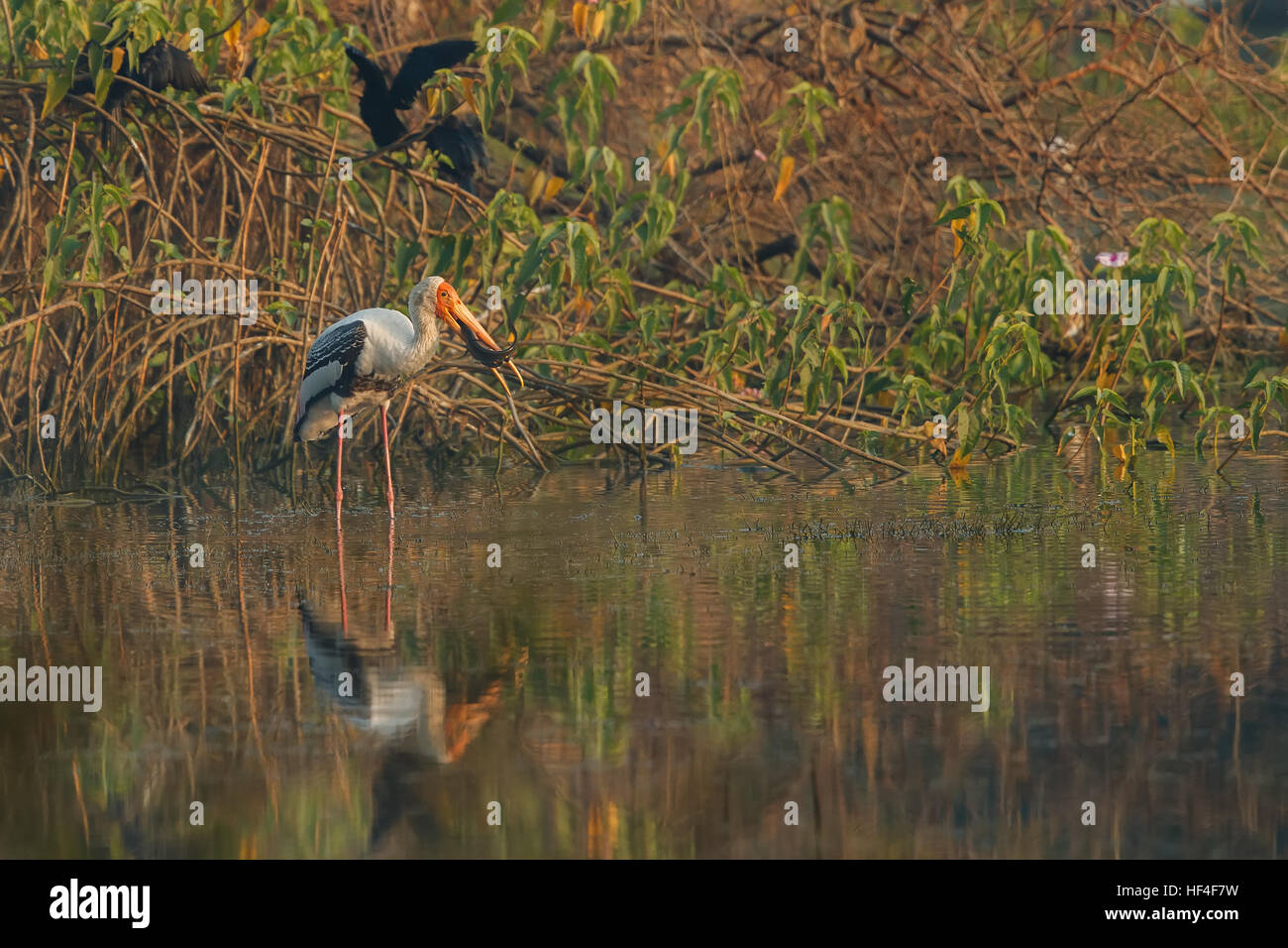 Painted stork hunting fish hi-res stock photography and images - Alamy