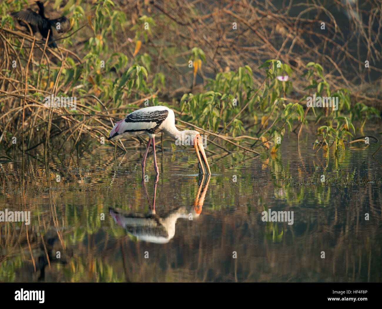 Painted stork hunting fish hi-res stock photography and images - Alamy