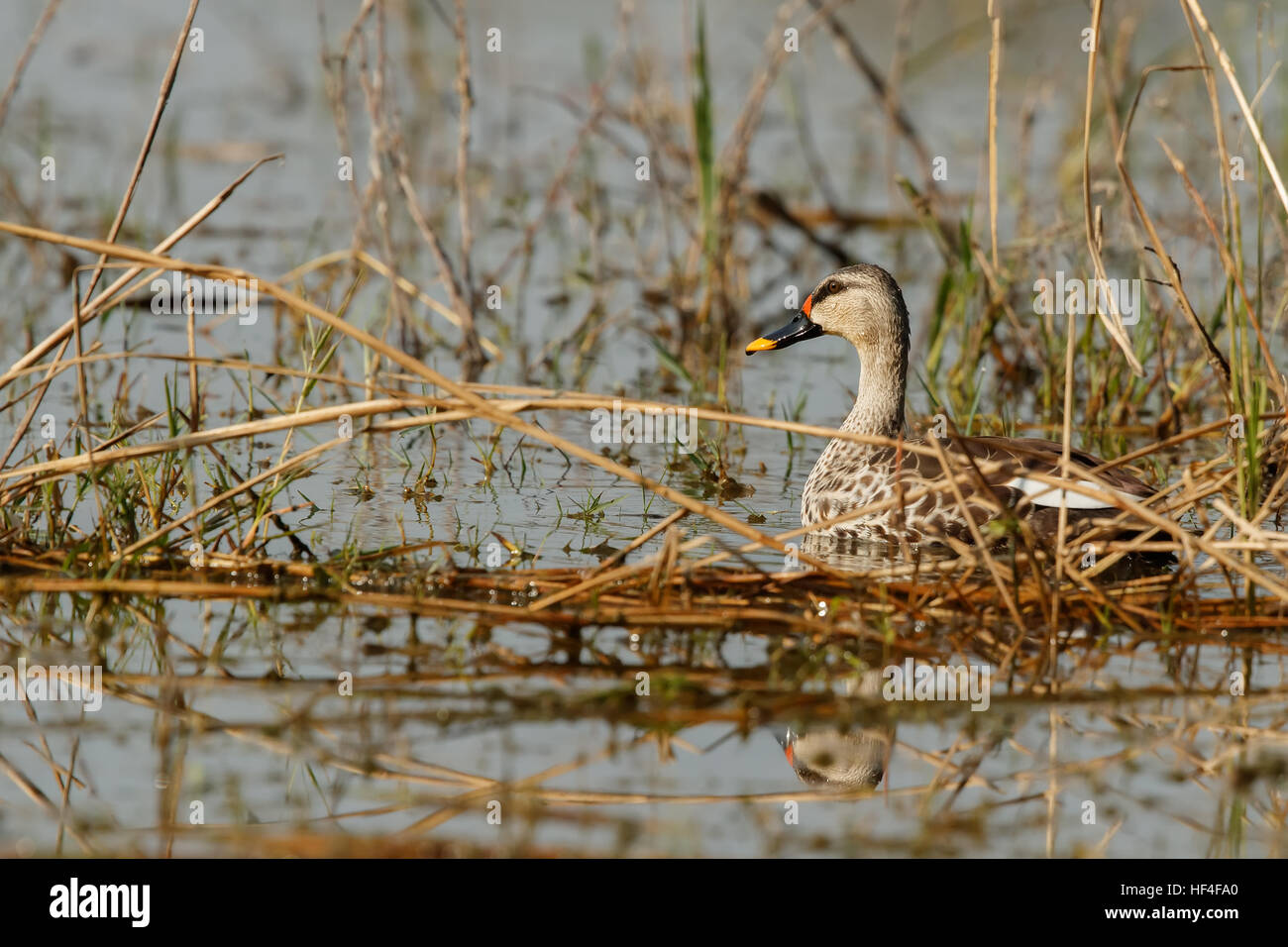 Spot Billed Duck Stock Photo - Alamy
