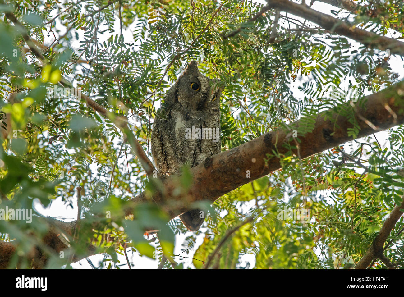 European Scops Owl (Otus scops Stock Photo - Alamy